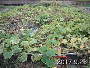 醤油粕堆肥で育てるカボチャのページ2017